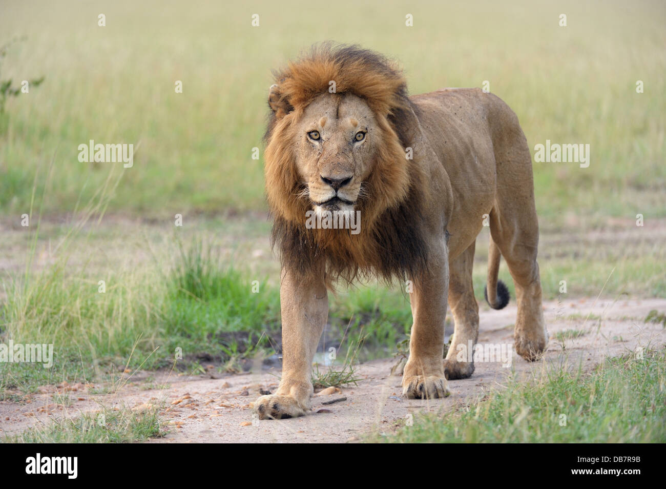 Male lion full view hi-res stock photography and images - Alamy