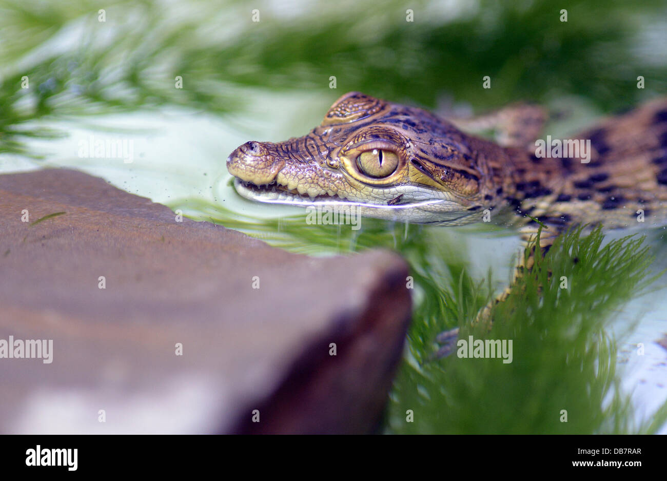Cologne, Germany. 25th July, 2013. A Philippine crocodile offspring ...