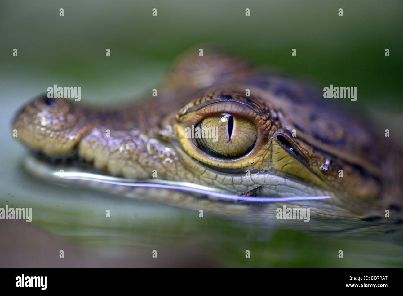 Cologne, Germany. 25th July, 2013. A Philippine crocodile offspring ...
