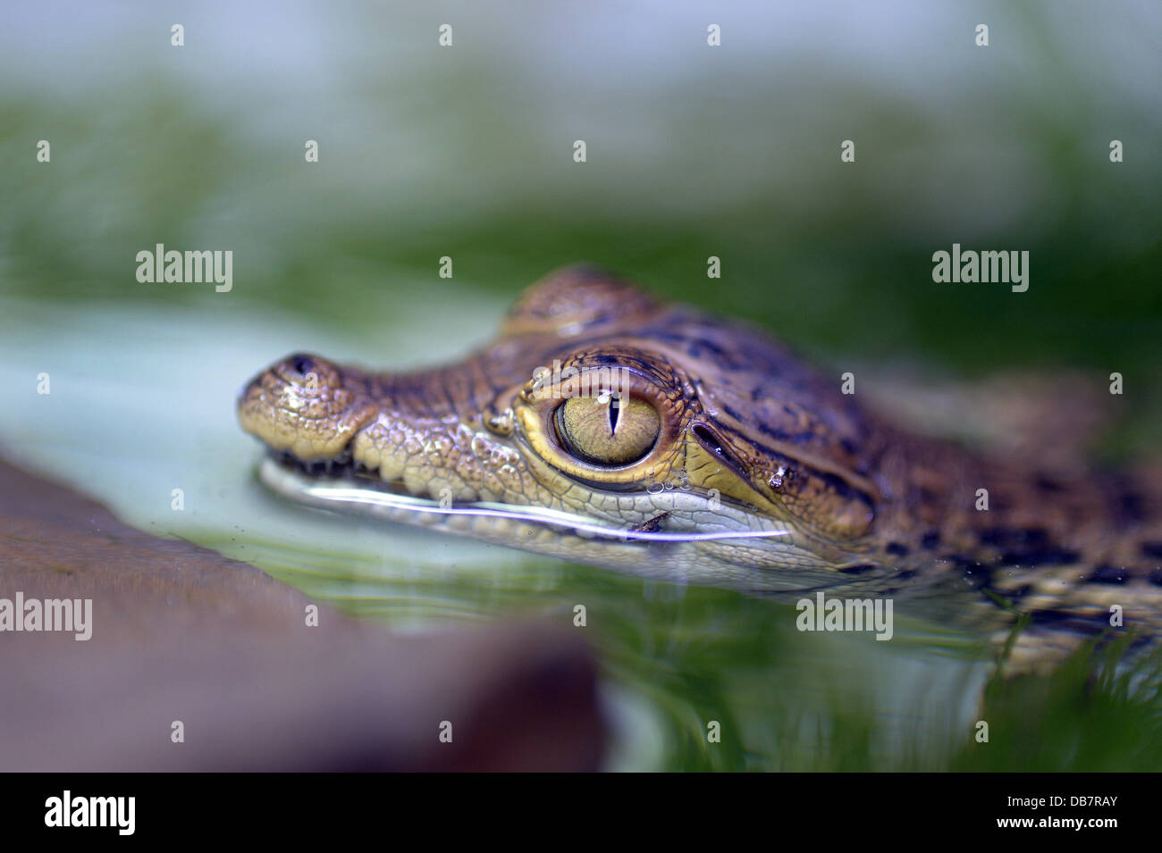 Cologne, Germany. 25th July, 2013. A Philippine crocodile offspring ...