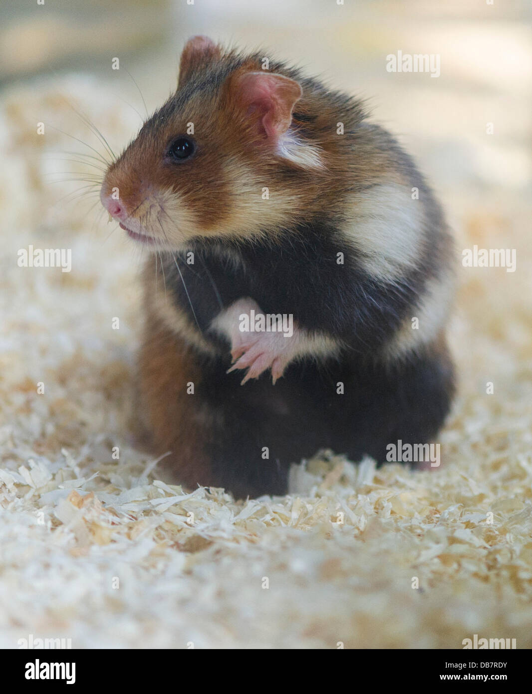 A common hamster (lat.: Cricetus cricetus) sits in a cage in the ...