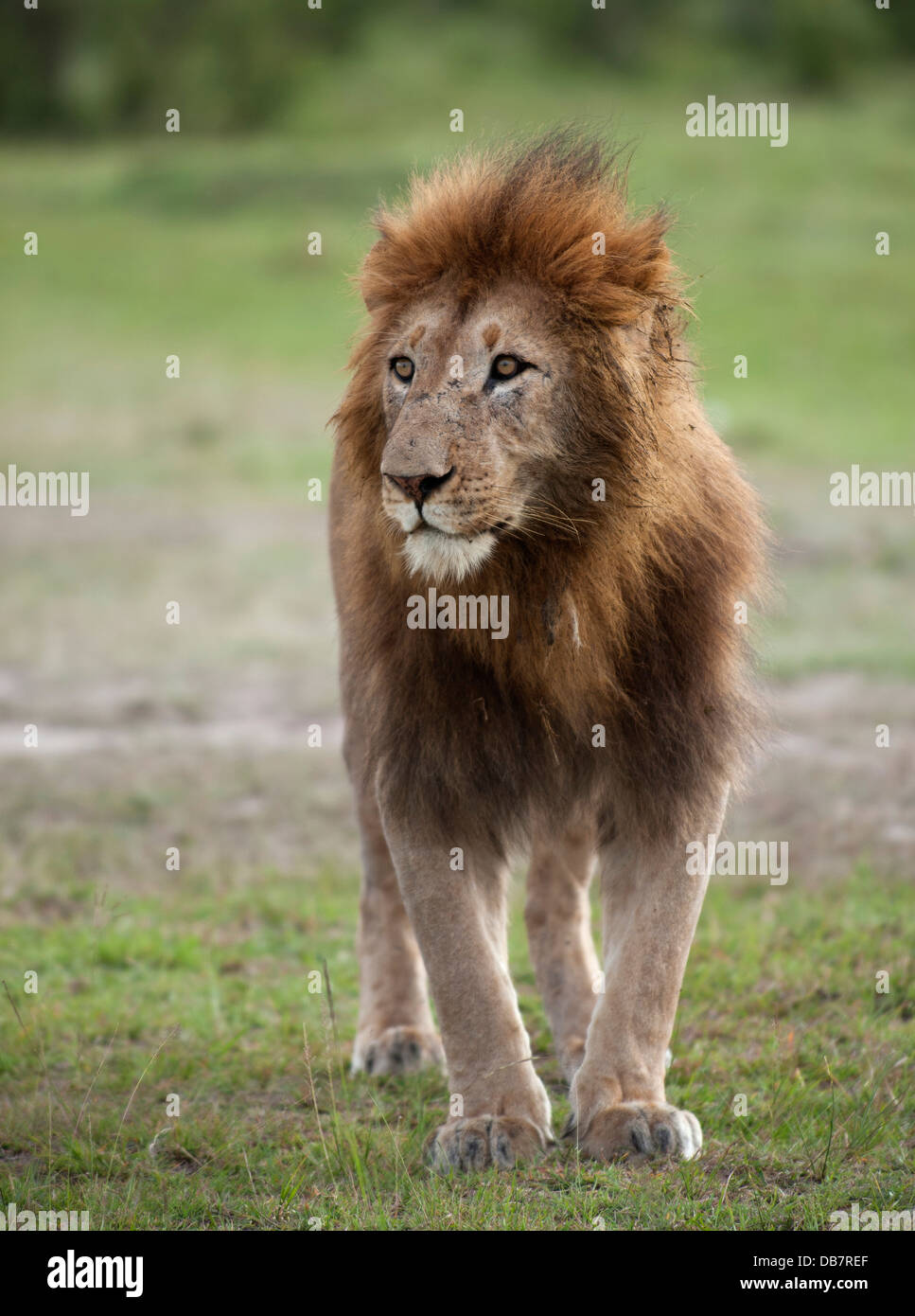 Male lion full view hi-res stock photography and images - Alamy