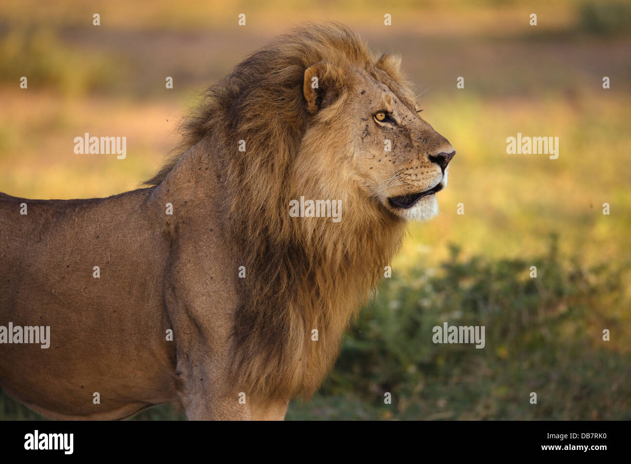 Lion head side profile hi-res stock photography and images - Alamy