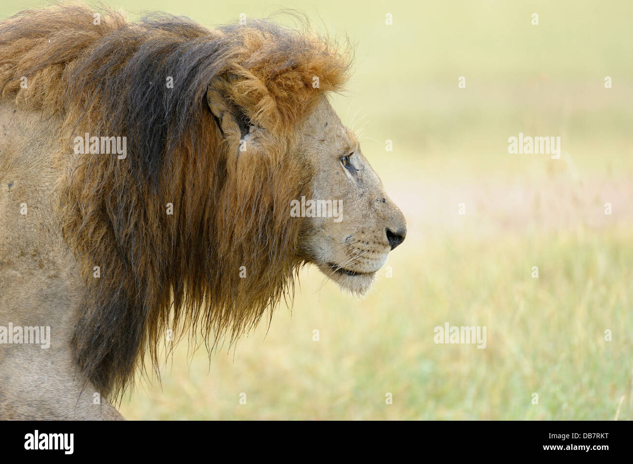 Male lion side view nobody hi-res stock photography and images - Alamy