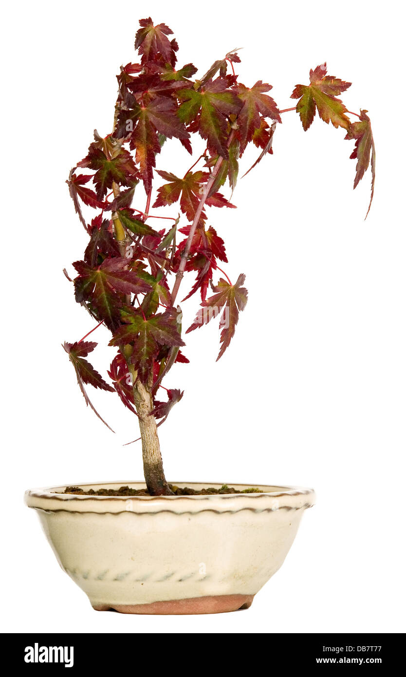 Japanese maple tree pot hi-res stock photography and images - Alamy