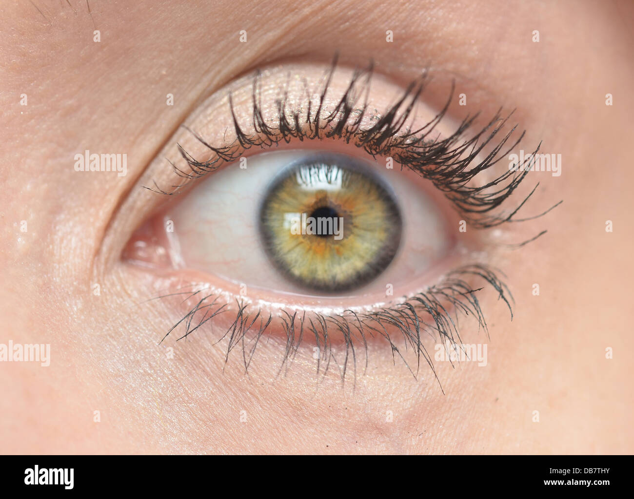 close up of human eye Stock Photo - Alamy