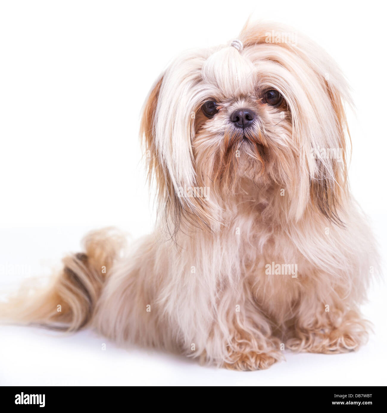 Pretty young shih tzu on a white background Stock Photo - Alamy