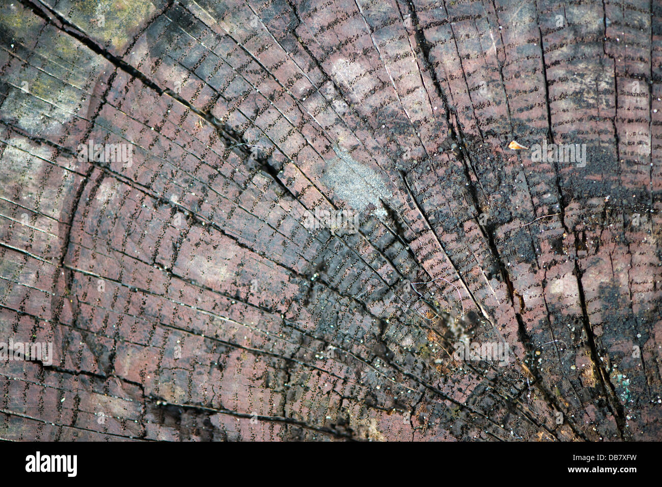 big close-up on tree rings Stock Photo - Alamy
