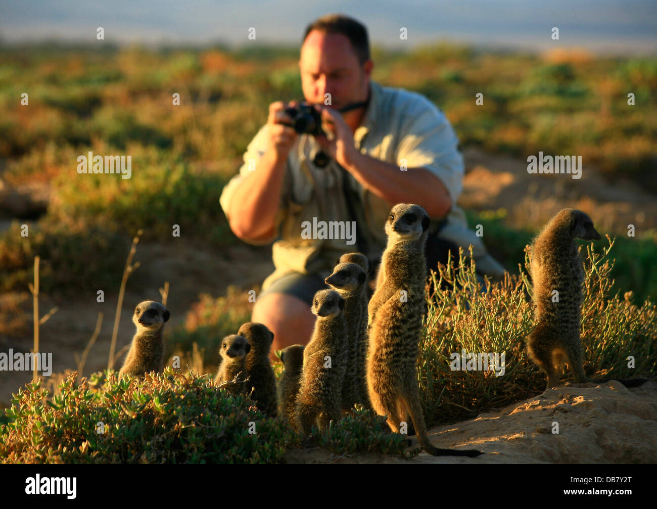 Wild Life - South Africa - meerkats Grant McIlrath known as Meerkat Man ...