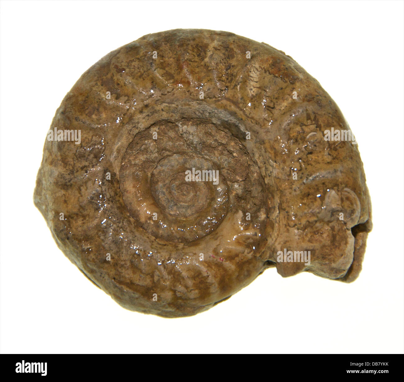 Amonite hi-res stock photography and images - Alamy