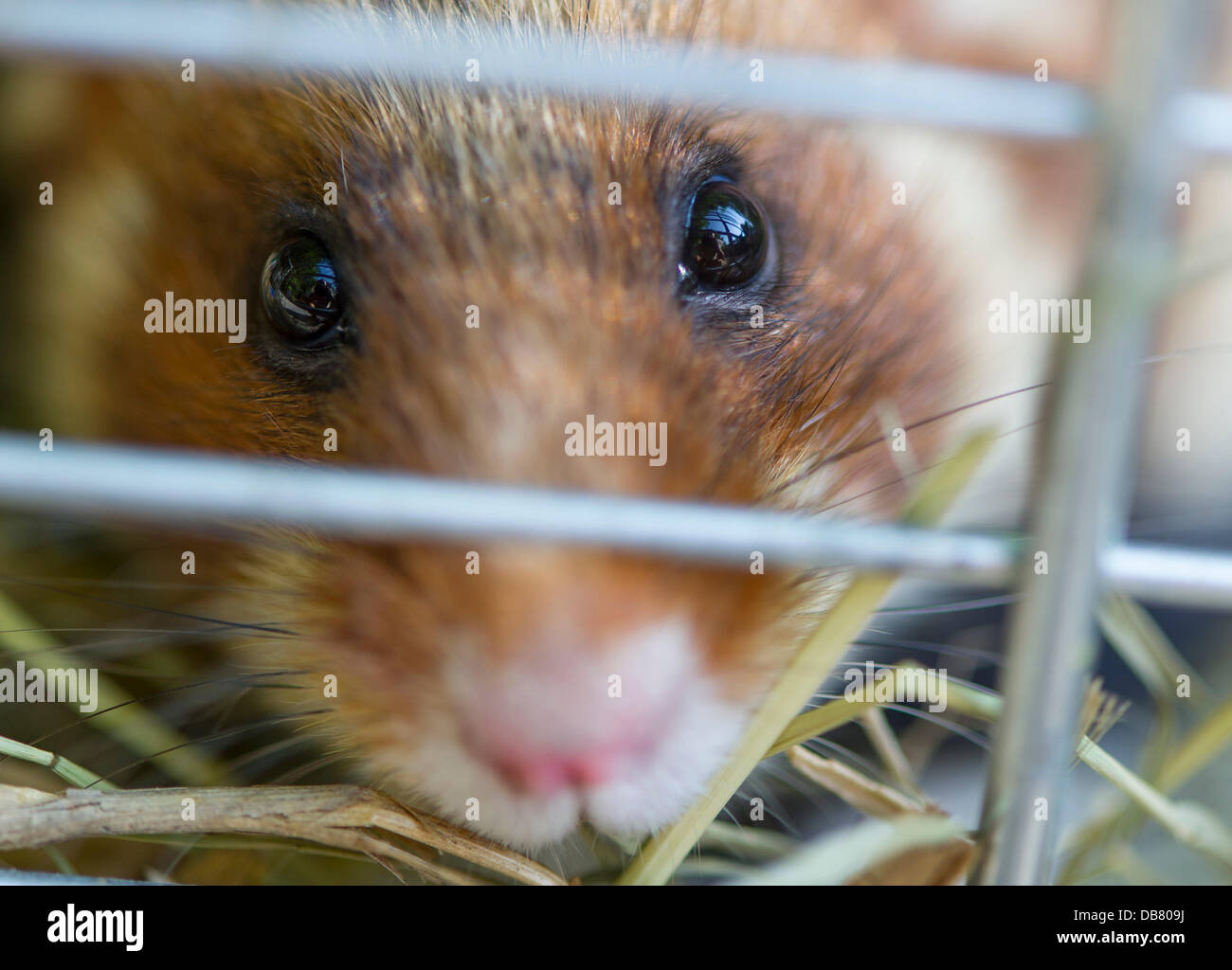 A common hamster (lat.: Cricetus cricetus) sits in a cage in the ...