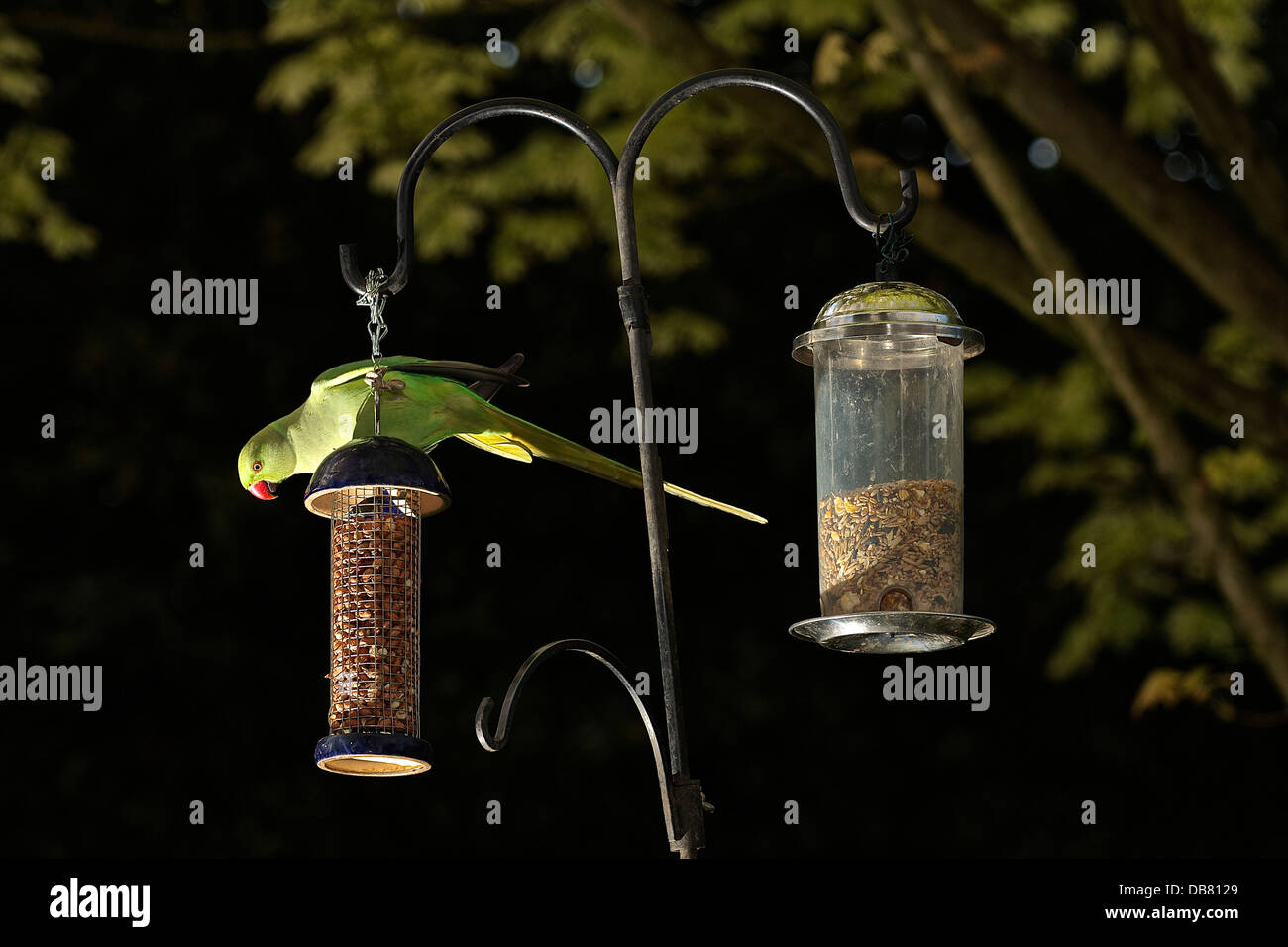 Wild parrot hi-res stock photography and images - Alamy