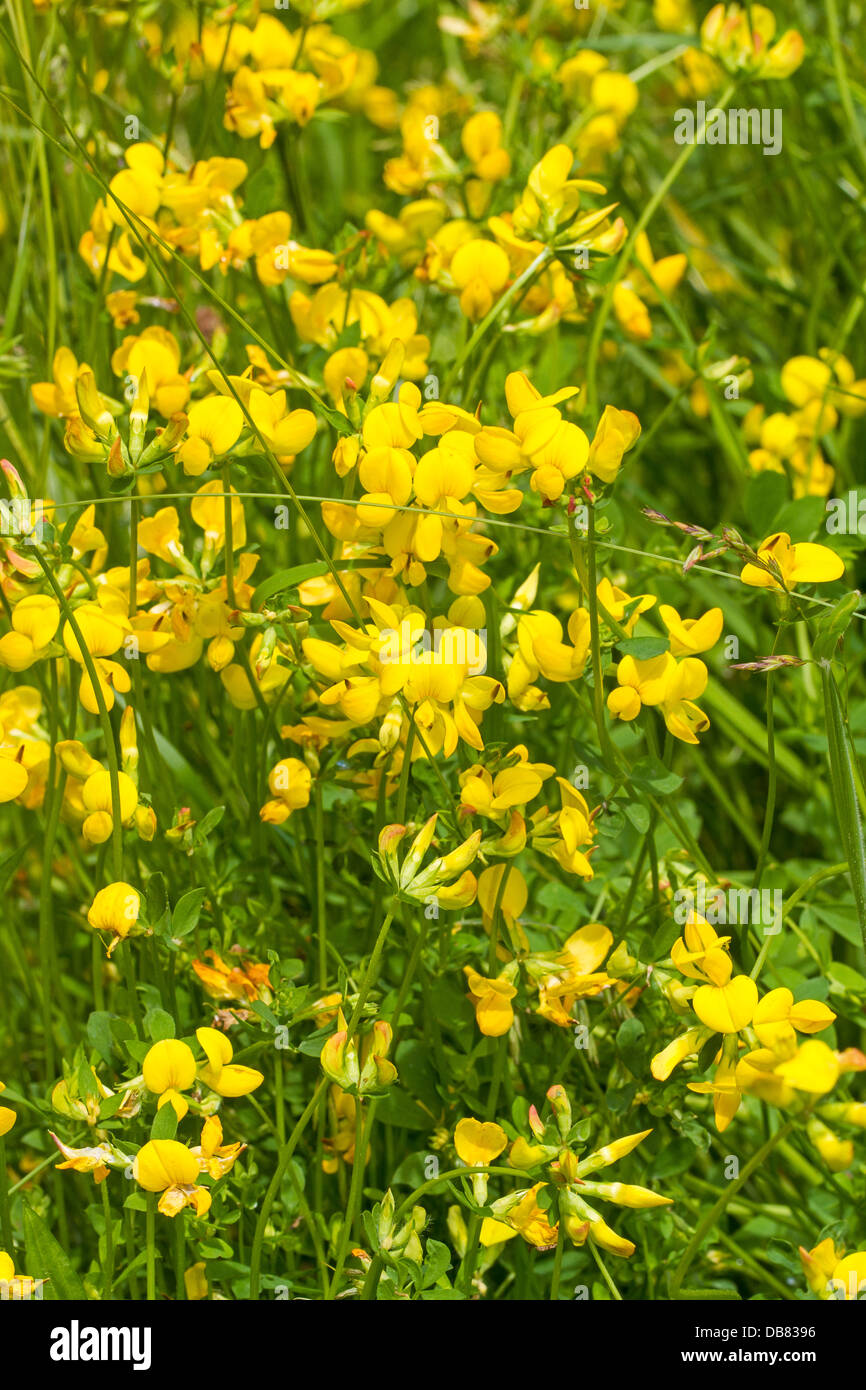 Birdsfoot Trefoil Stock Photos & Birdsfoot Trefoil Stock Images - Alamy