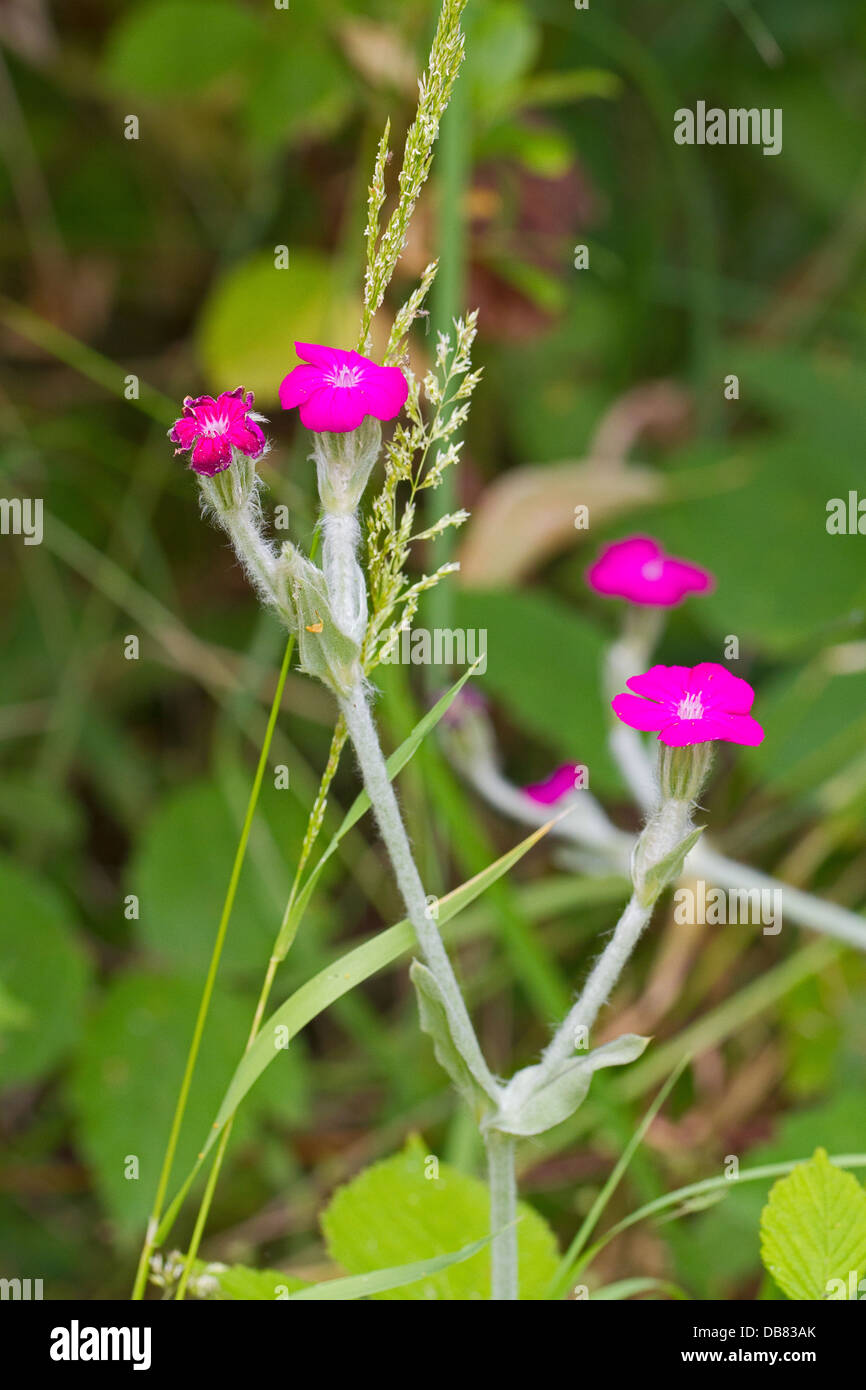 Rose campion hi-res stock photography and images - Alamy