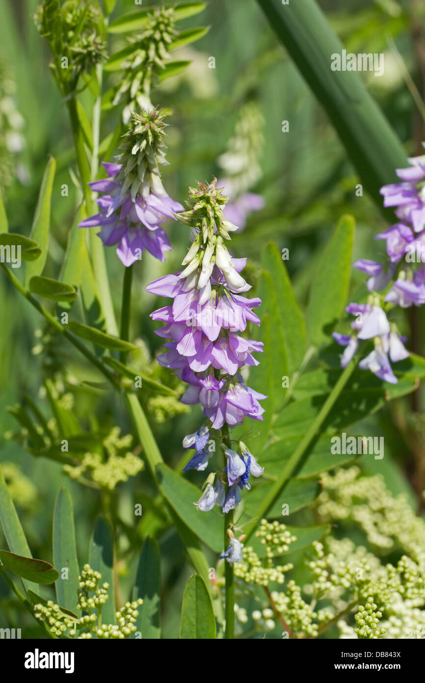 Goats rue hi-res stock photography and images - Alamy