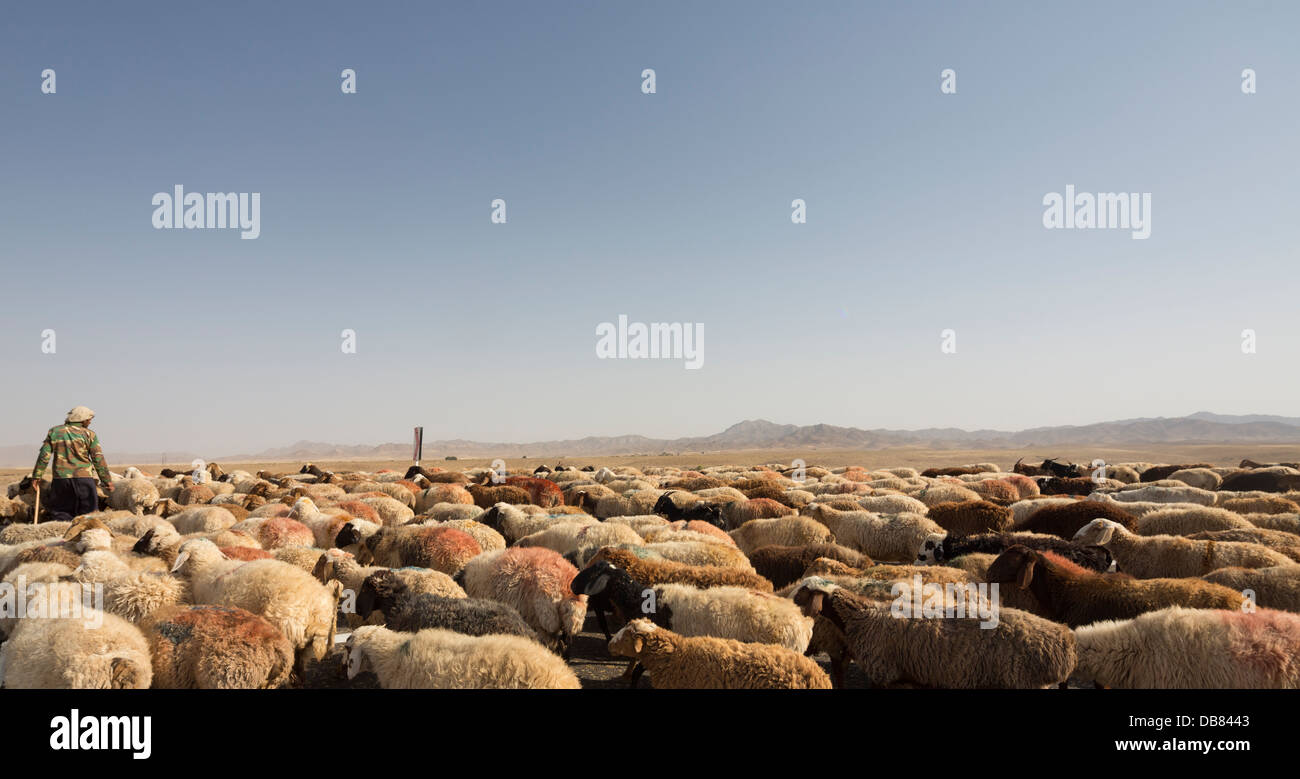 shepherd moving large flock of sheep over the road to the plains of ...