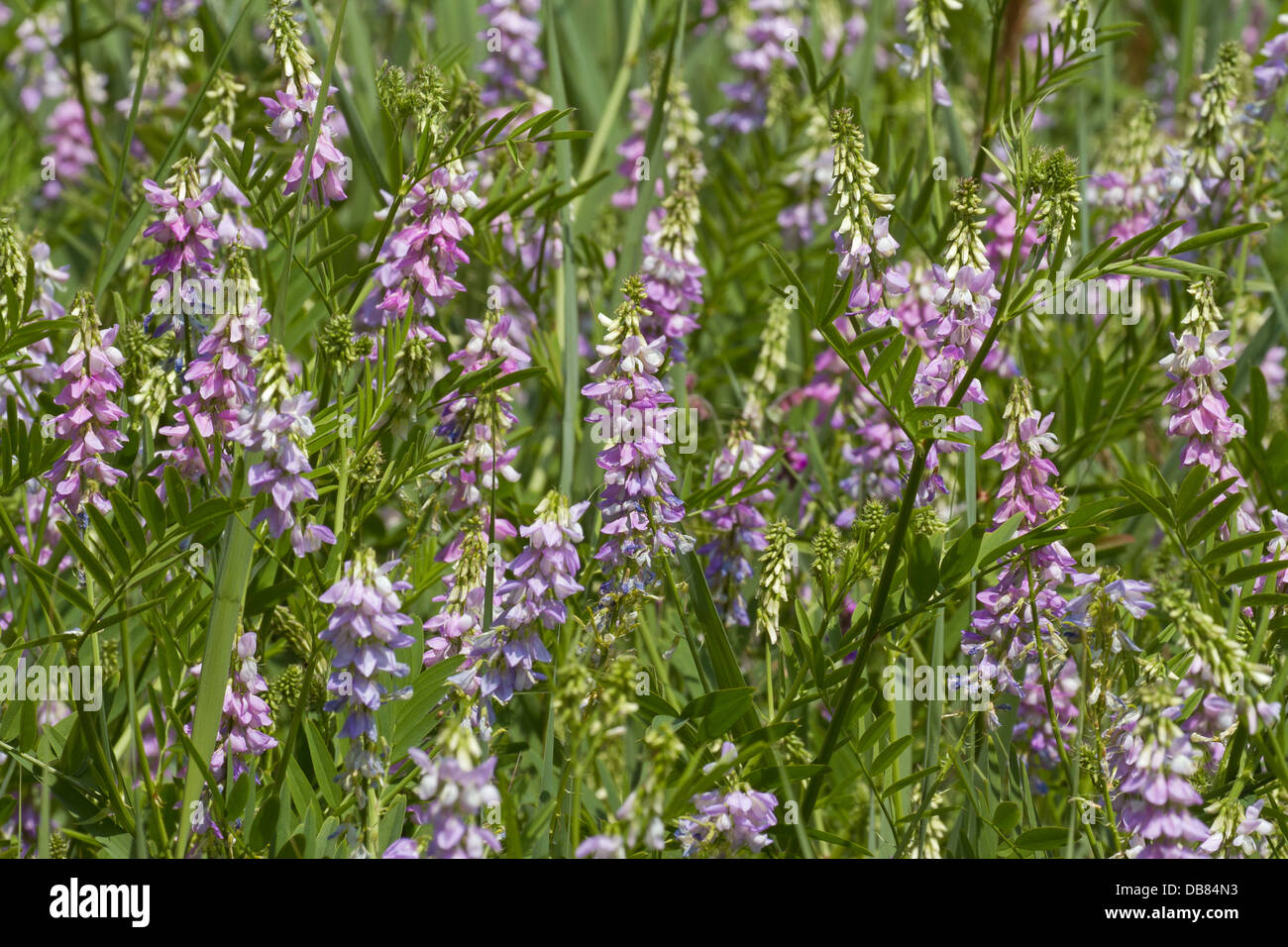 Native goats hi-res stock photography and images - Alamy