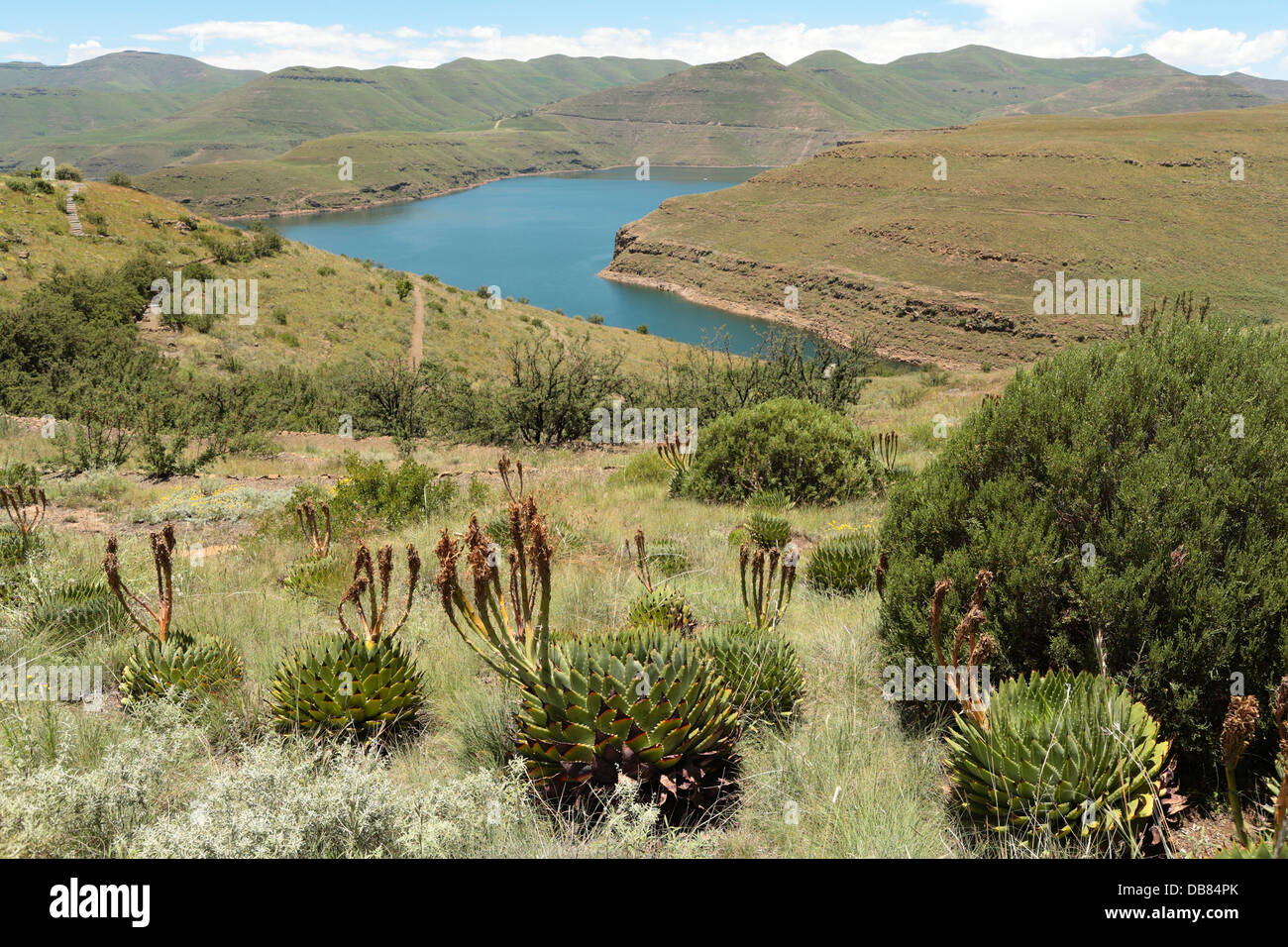 Aloe polyphylla on slopes leading to the Katse Dam lake, Lesotho ...