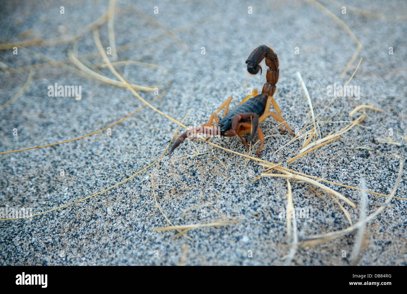 Desert sting hi-res stock photography and images - Alamy