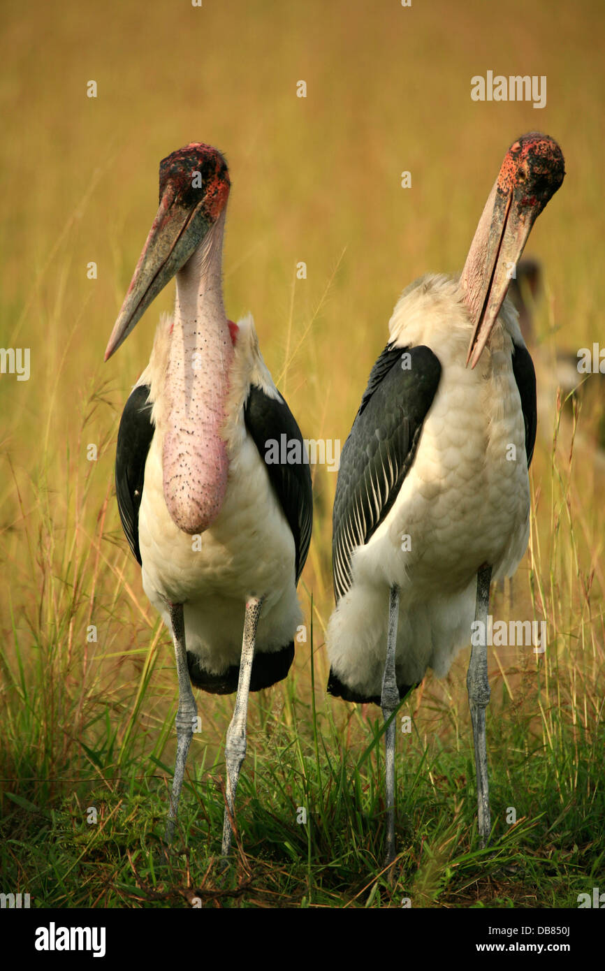 marabou storks, Murchison Falls National Park, Uganda Stock Photo - Alamy