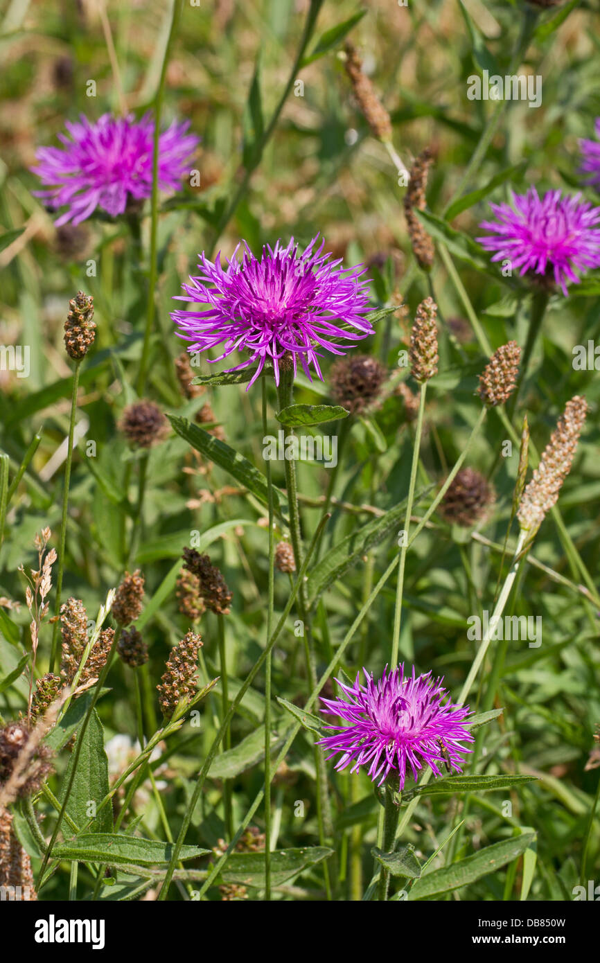 Common knapweed hi-res stock photography and images - Alamy