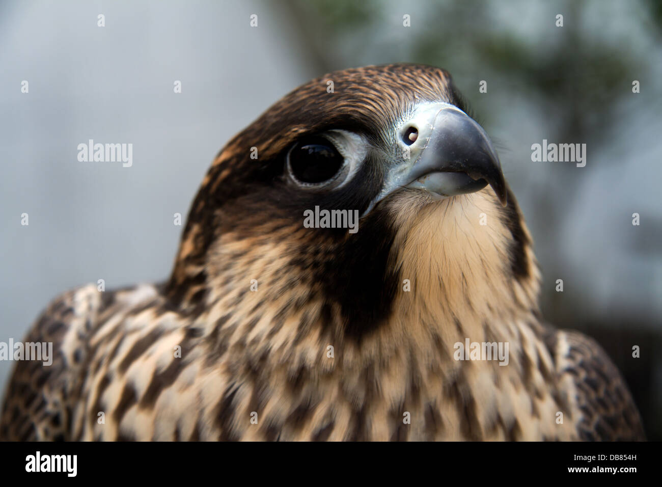 Falcon feathers hi-res stock photography and images - Alamy