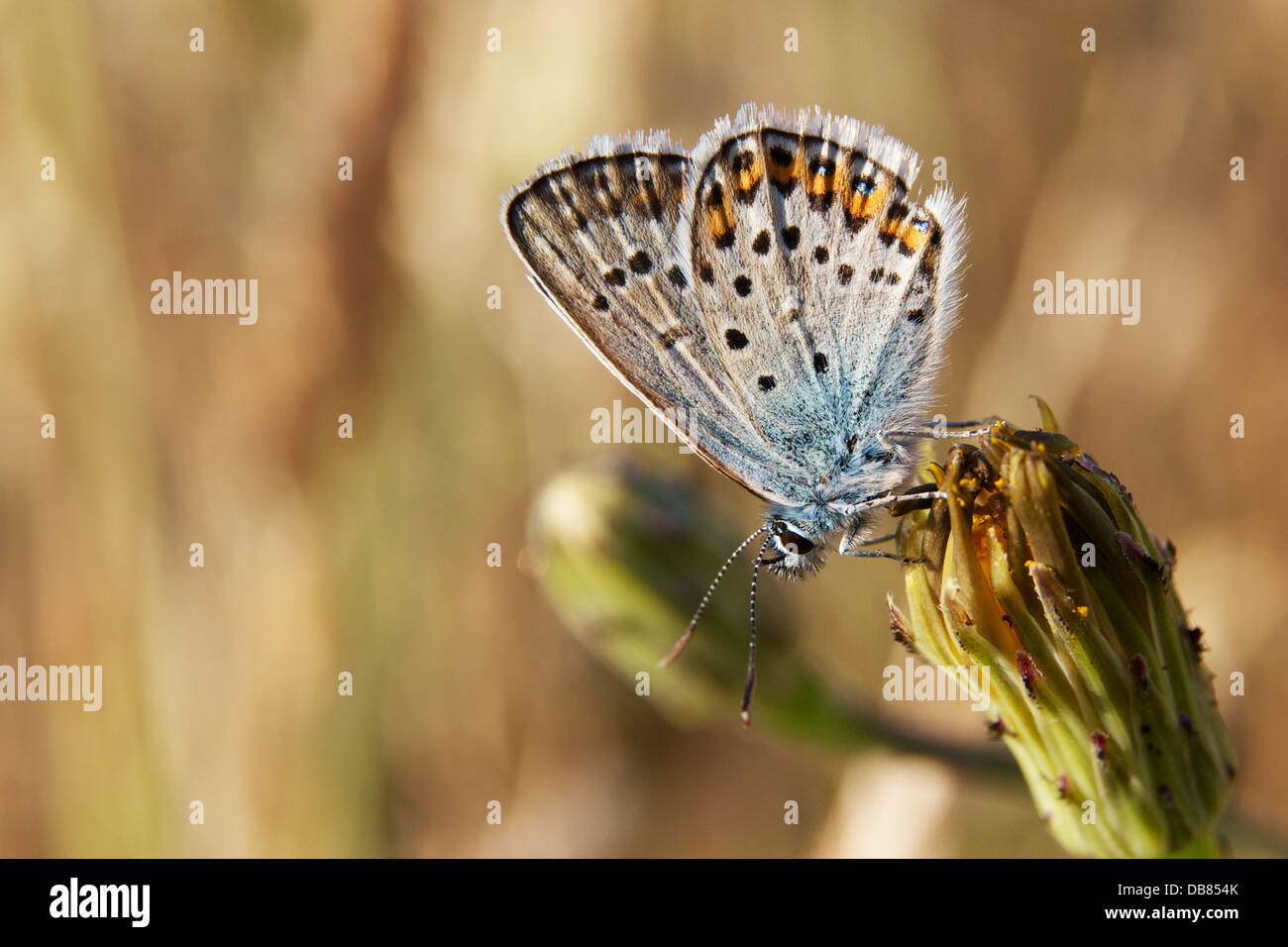 Underside silver studded blue hi-res stock photography and images - Alamy