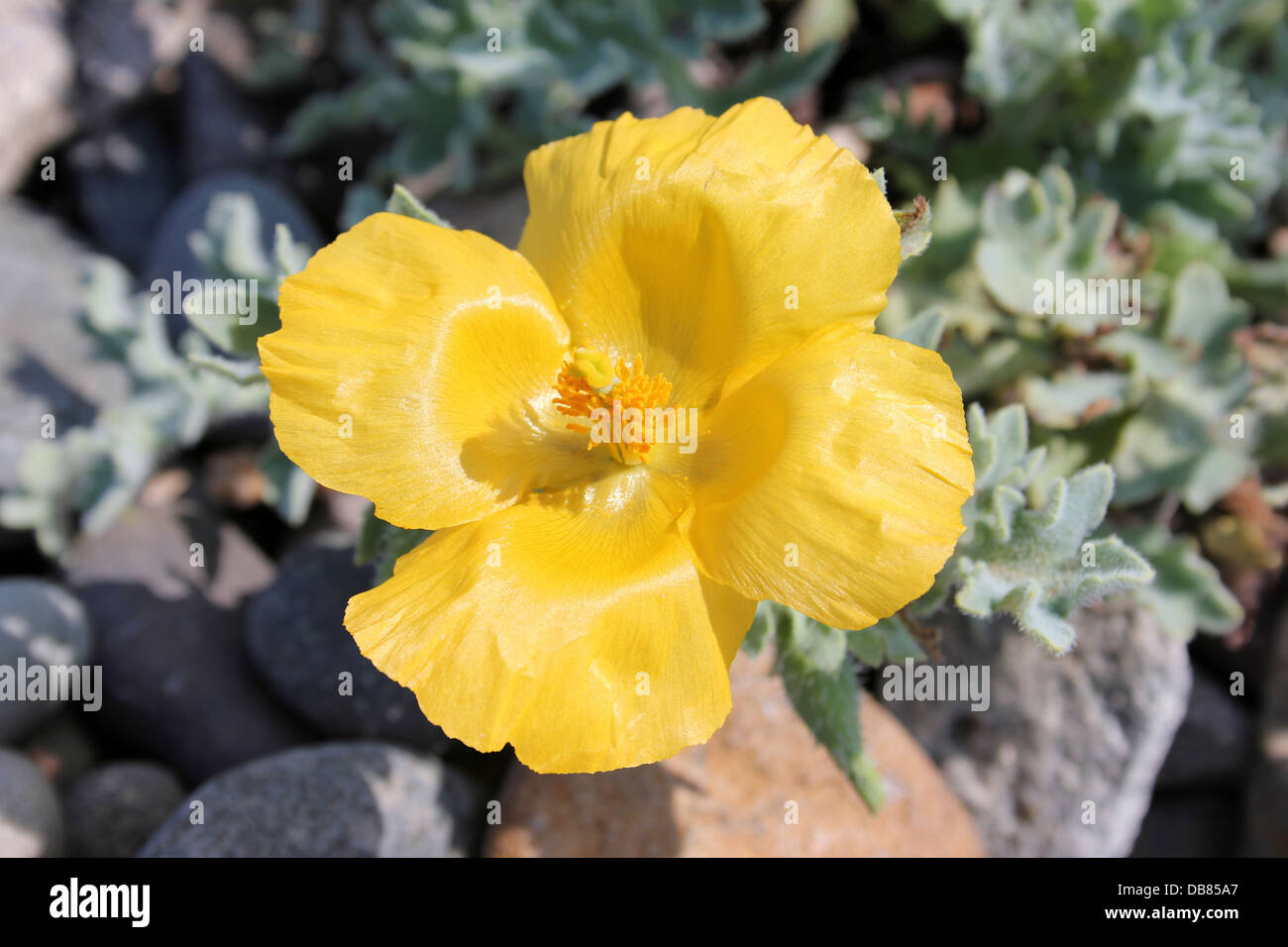 Yellow poppy species hi-res stock photography and images - Alamy