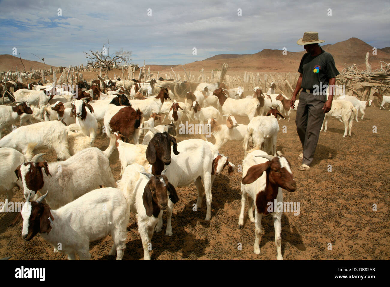 a farmer tends to his goats in Damaraland, Namibia Stock Photo - Alamy