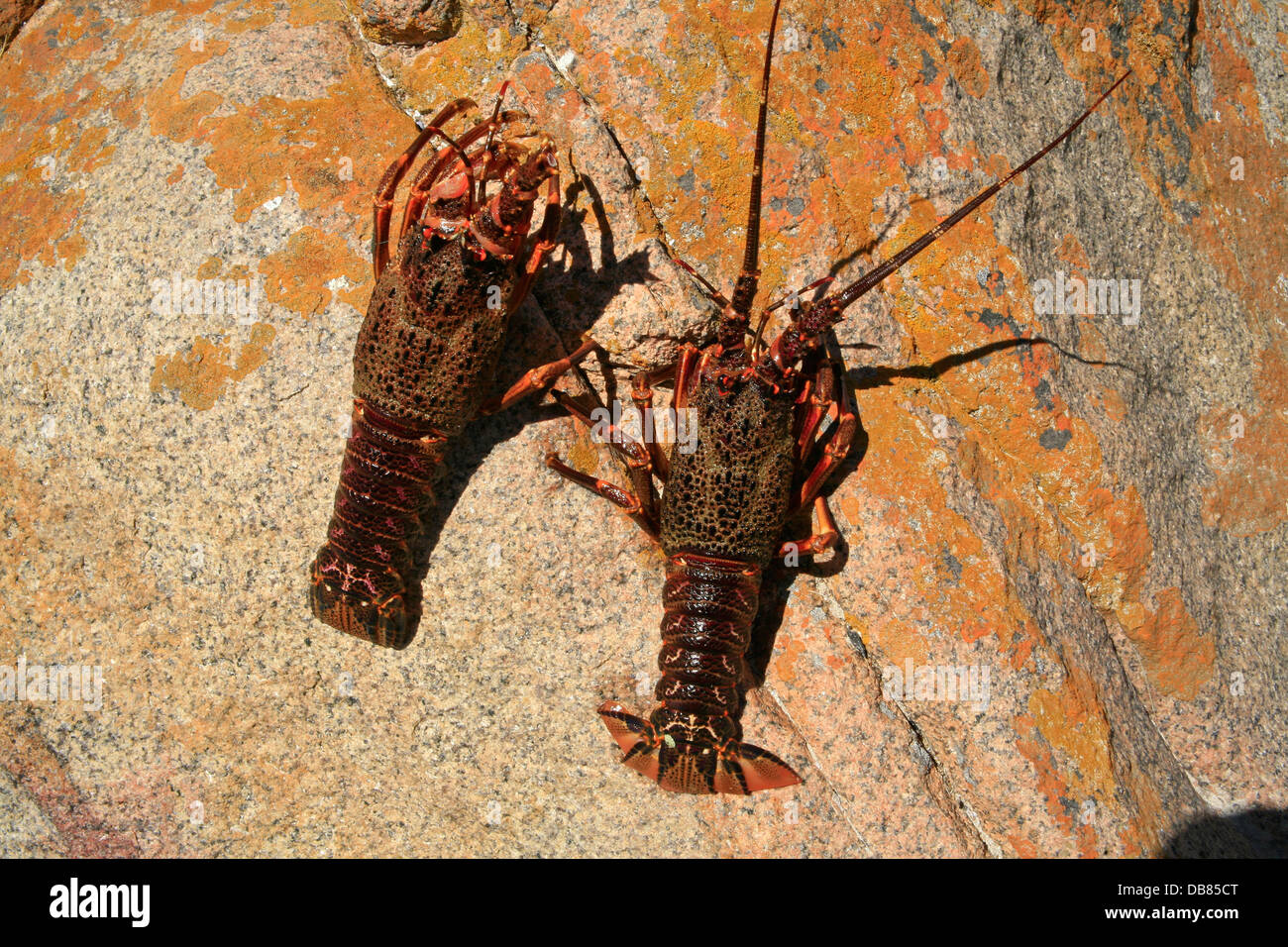 crayfish, kreef, lobster, Paternoster, West Coast, Western Cape, South ...