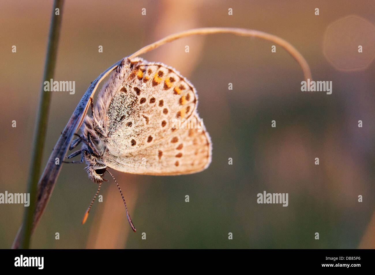 Blue butterfly wing hi-res stock photography and images - Alamy