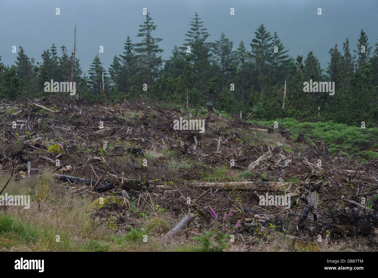 Results Of Deforestation High Resolution Stock Photography and Images ...