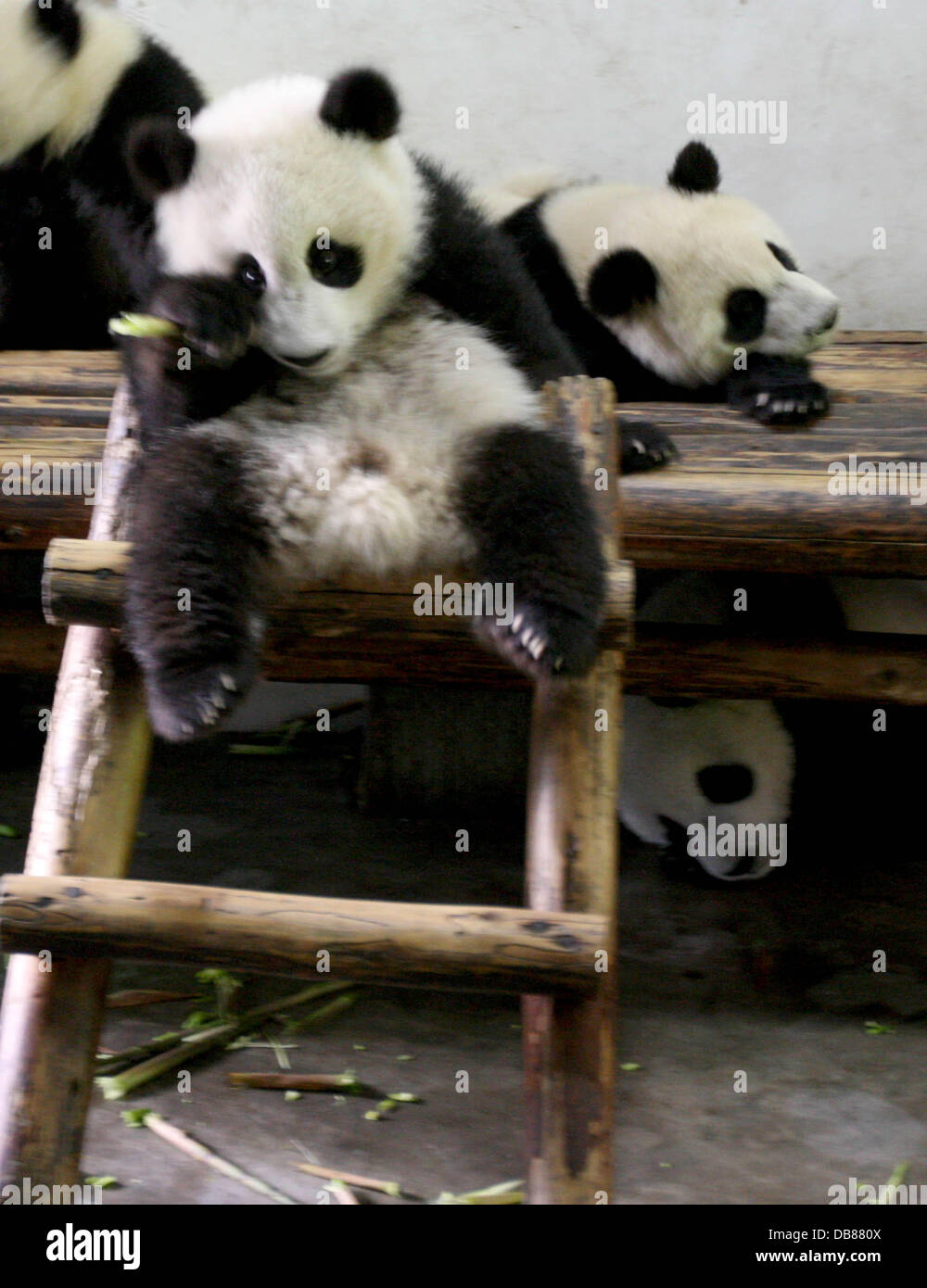 The Panda sanctuary in Chengdu Pandas play in their cage at the panda ...