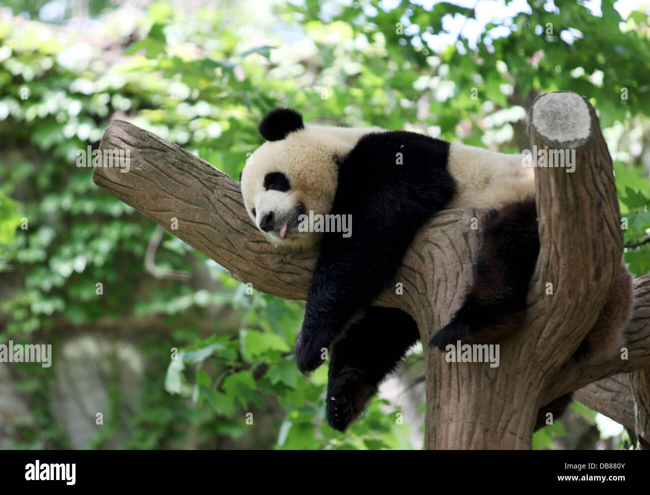 The Panda sanctuary in Chengdu A Panda rests on a fake tree at the ...
