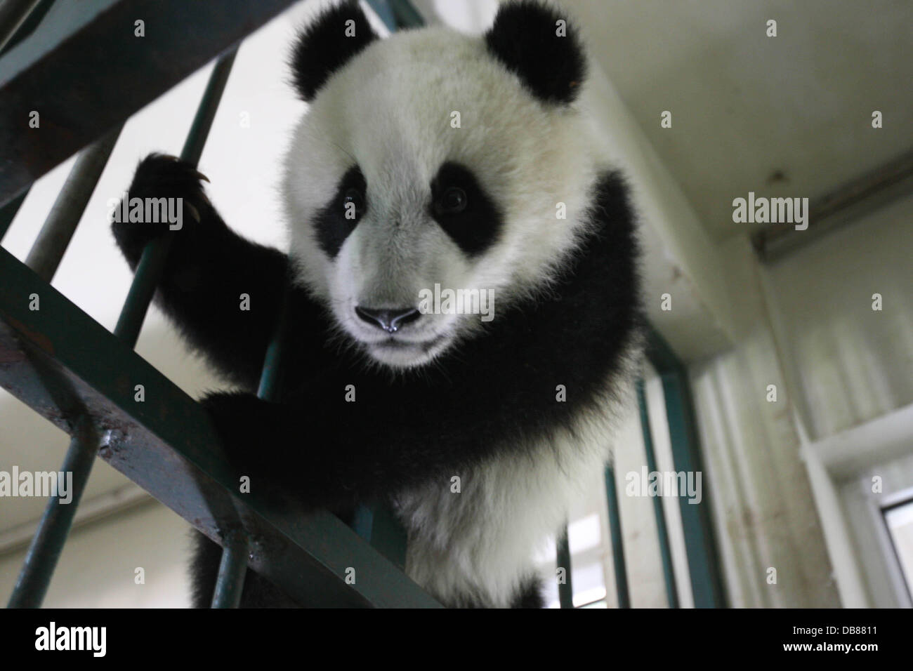 The Panda sanctuary in Chengdu A Panda plays on the fence at the panda ...