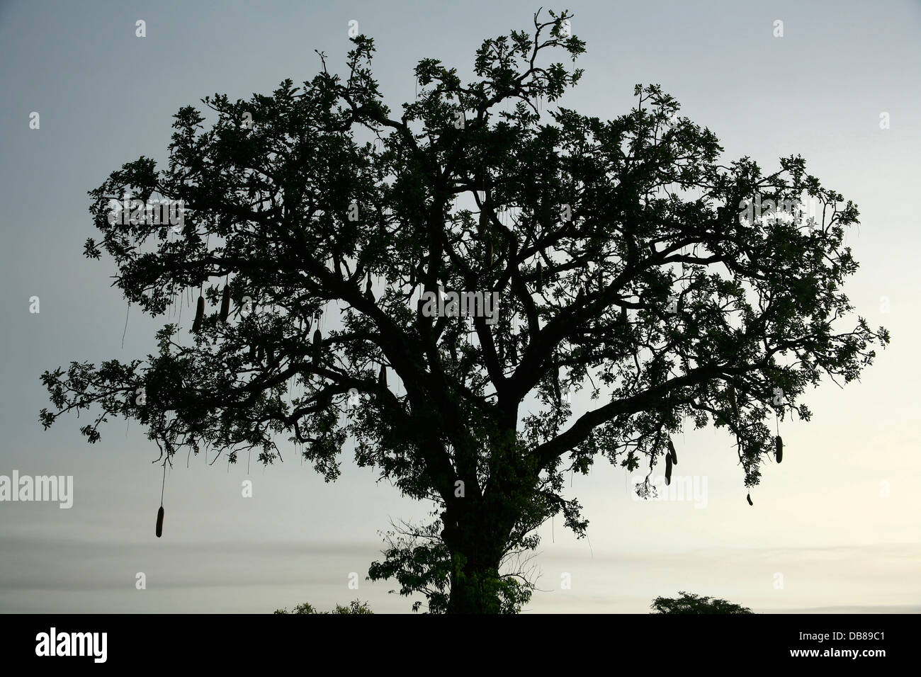 sasuage tree, Murchison Falls National Park, Uganda Stock Photo - Alamy