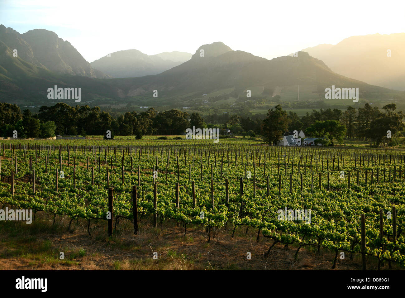 vineyards near Franschhoek, the Wine Route, Western Cape, South Africa ...