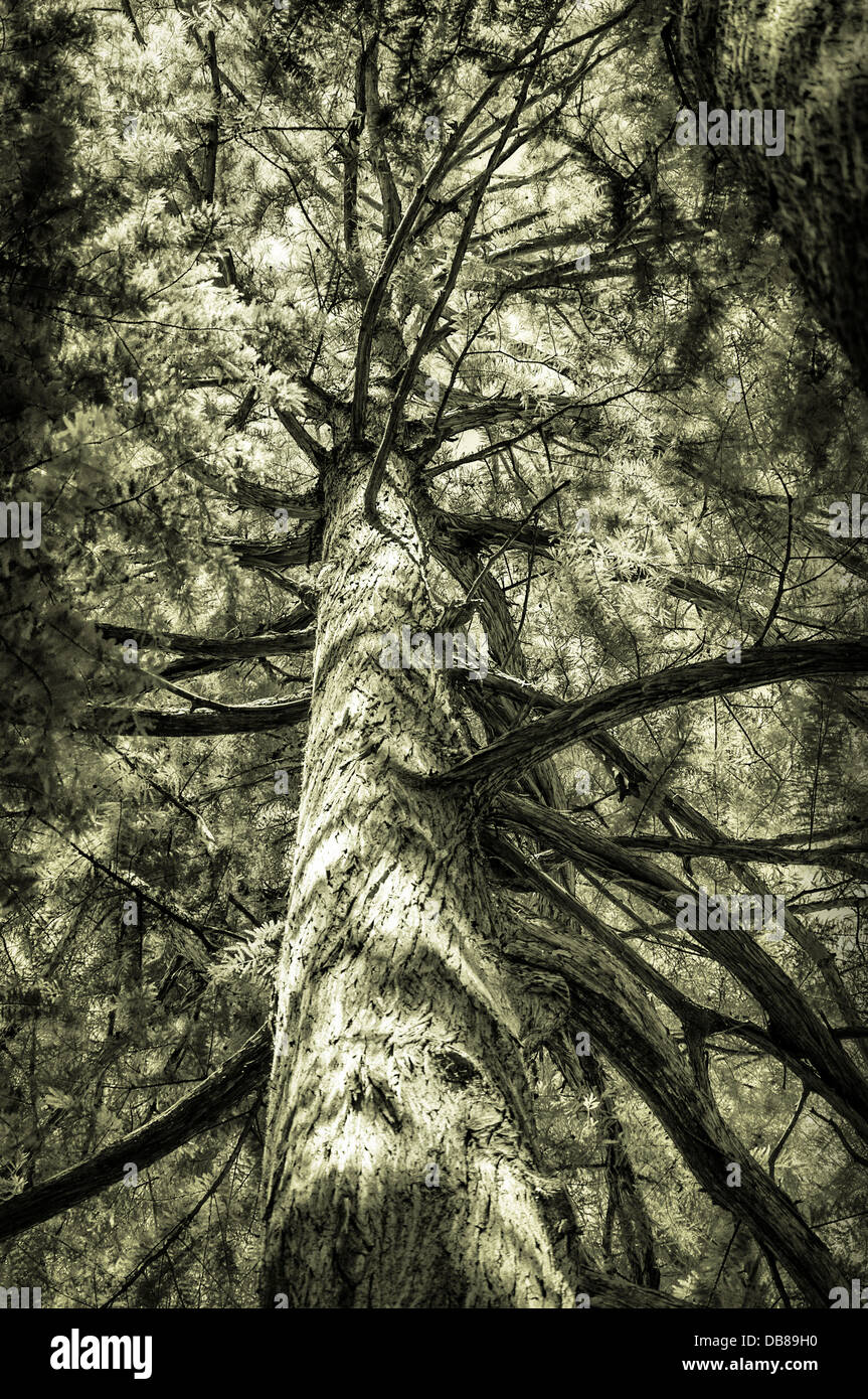 Grayscale nature hi-res stock photography and images - Alamy