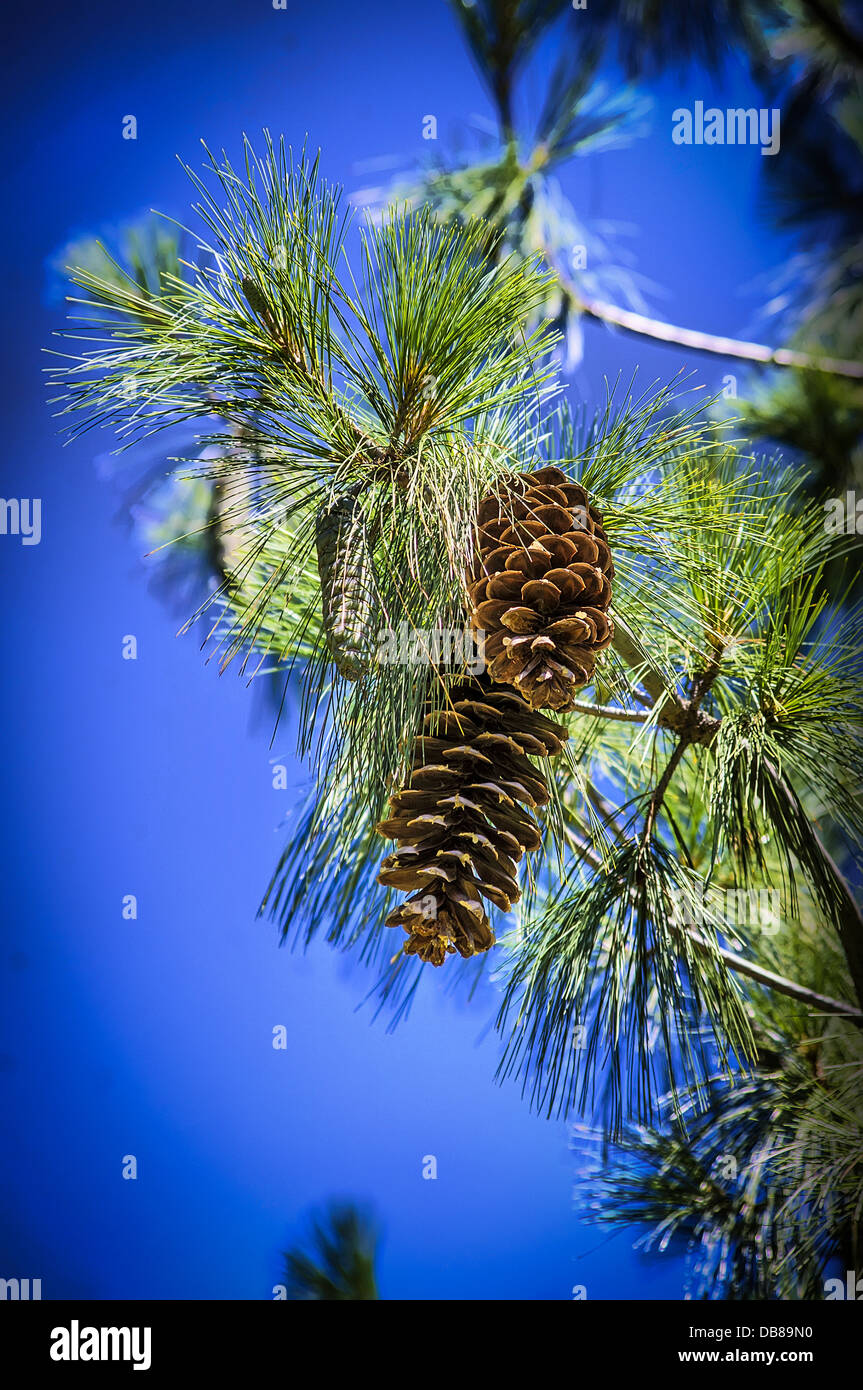 Pinus wallichiana pine tree hi-res stock photography and images - Alamy