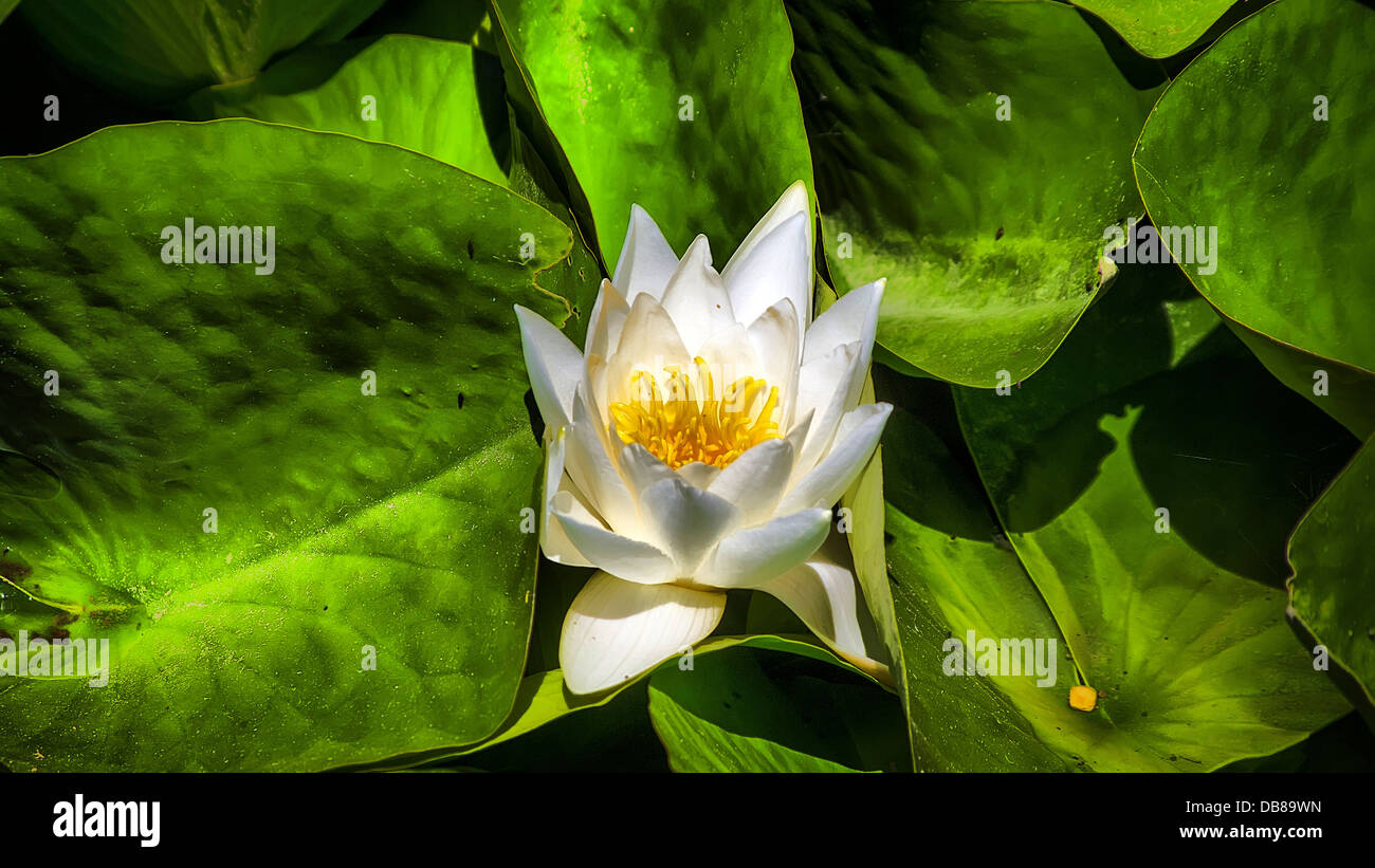 Lilly bloom hi-res stock photography and images - Alamy