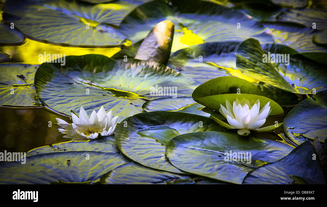 Lilly water hi-res stock photography and images - Alamy