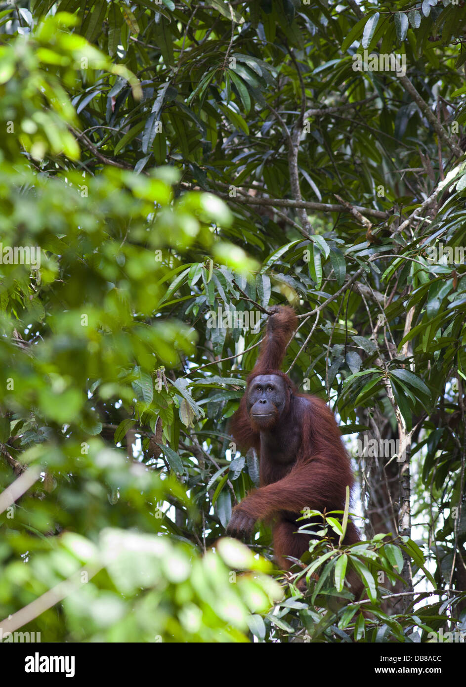 Pongo pygmaeus in hi-res stock photography and images - Alamy