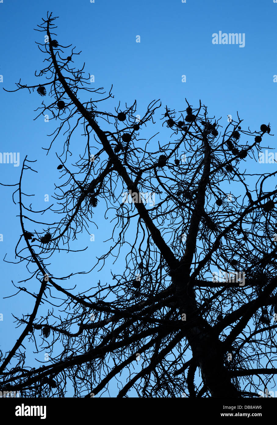 Dead pine tree hi-res stock photography and images - Alamy