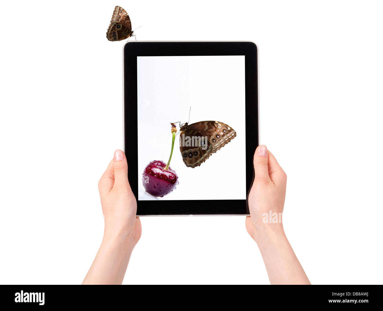 digital tablet with cherry and butterfly isolated on a white background ...