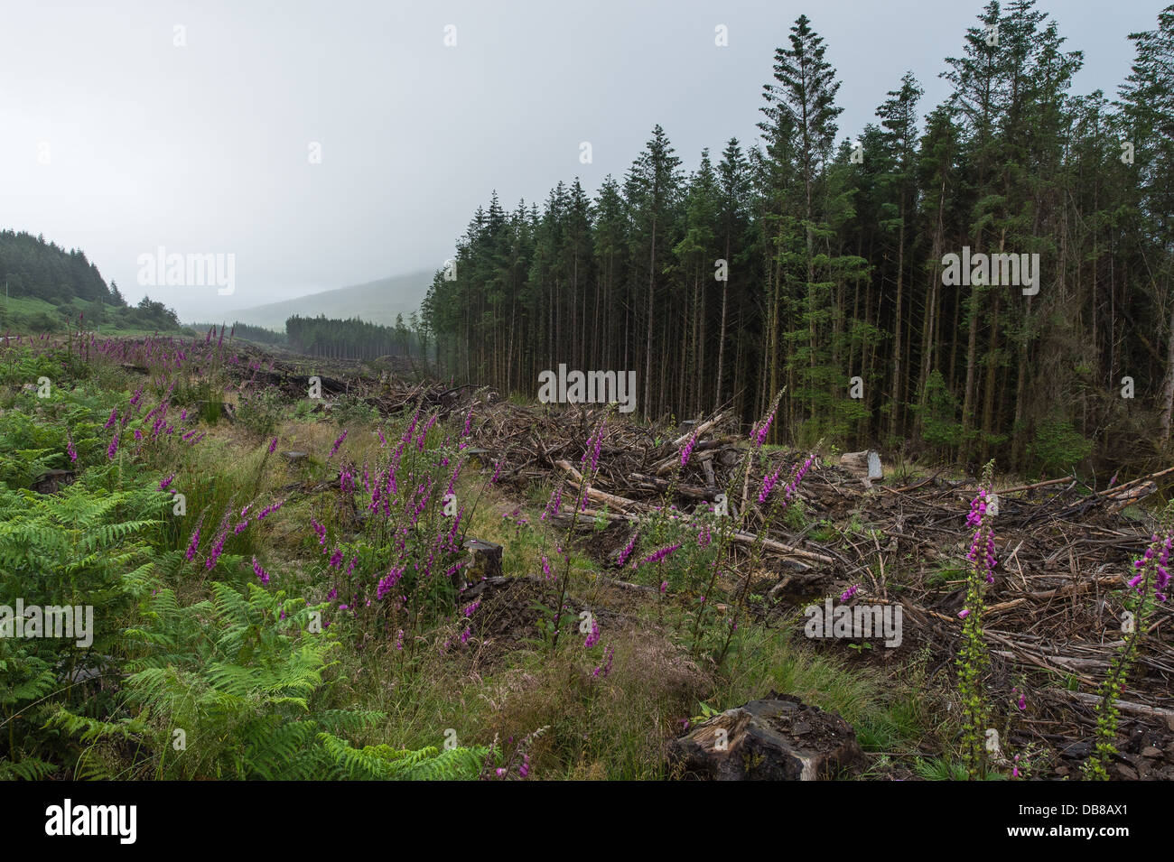 Results of deforestation hi-res stock photography and images - Alamy