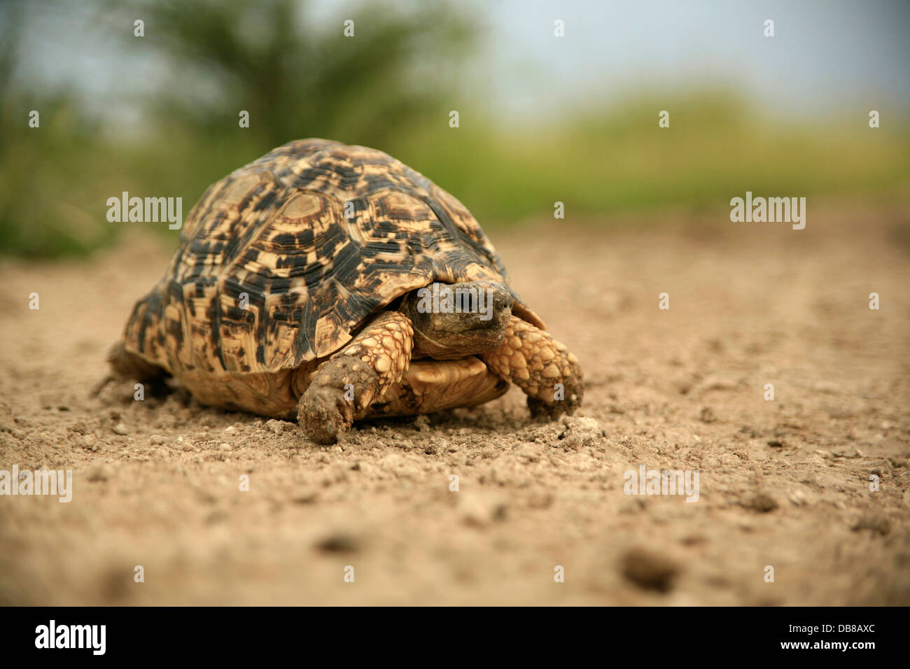 Leopard tortoise namibia hi-res stock photography and images - Alamy