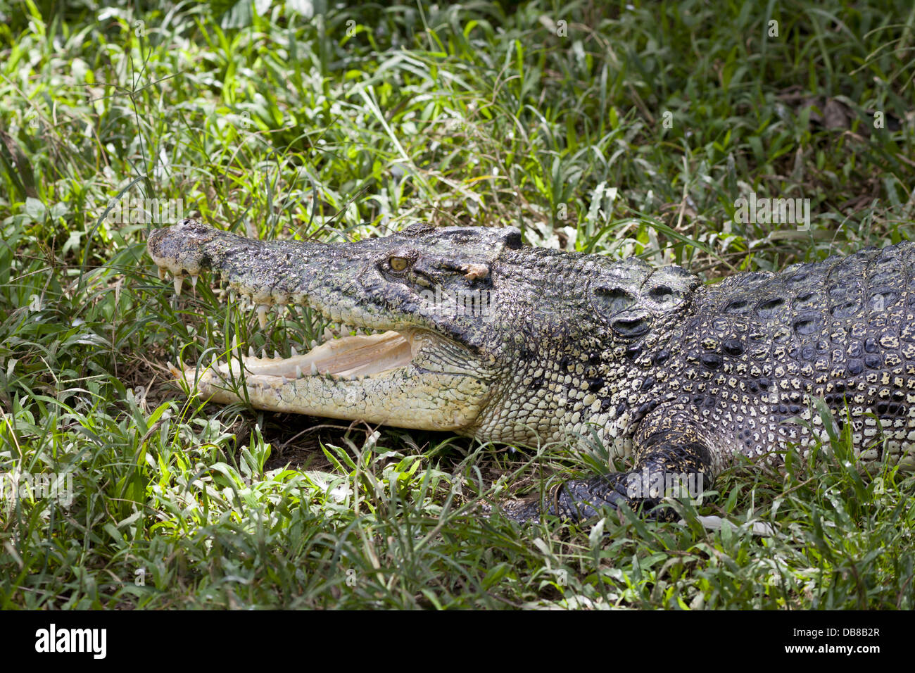 Estuarine Crocodile (Saltwater Crocodile), Crocodylus porosus, Sarawak ...