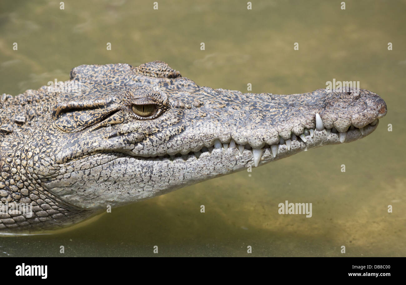 Young Estuarine Crocodile (Saltwater Crocodile), Crocodylus porosus, Sarawak, Malaysia Stock ...