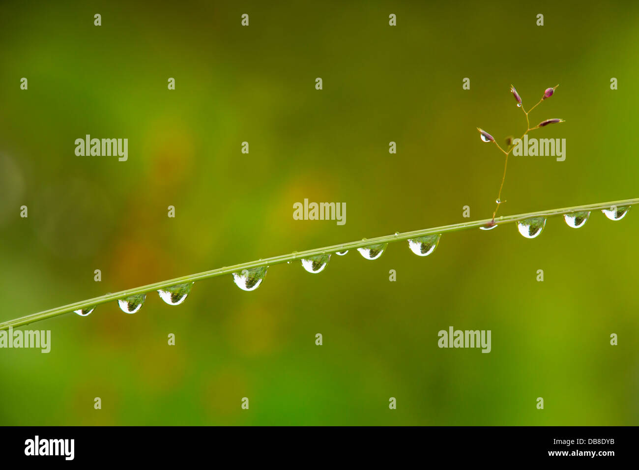 Pattern of raindrops on twig with reflection inside Stock Photo - Alamy