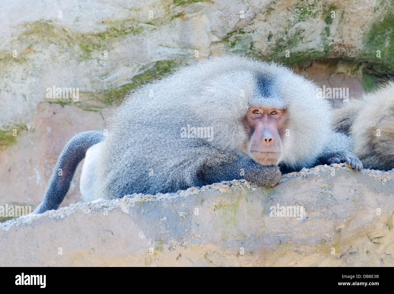 Primate watching hi-res stock photography and images - Alamy